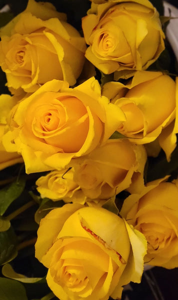 Two Dozen Roses Bouquet - Premium Long Stem – Persnickety Flowers